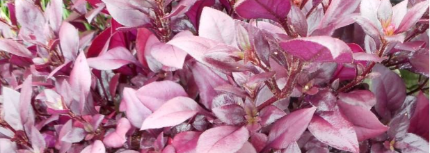 Welcome to Divine Plants Online Shop